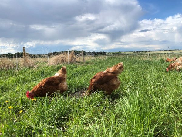 How Starting With the Soil Can Reap Rewards - Regenerative Farming
