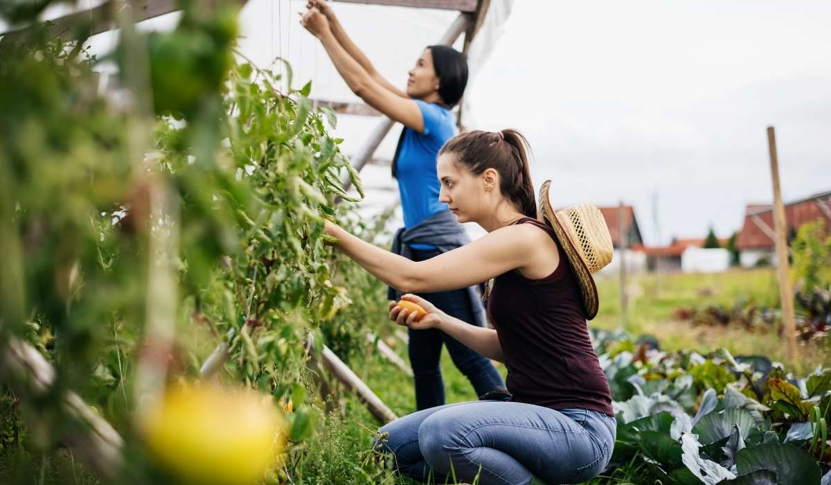 Agtech Career Series: Career 4 – Urban Farmer Agtech Career Series: Career 4 – Urban Farmer